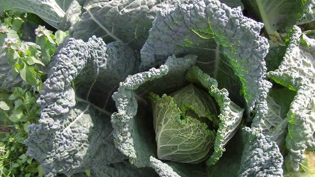 cabbage – Nourish Scotland