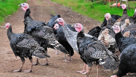 turkeys - Nourish Scotland