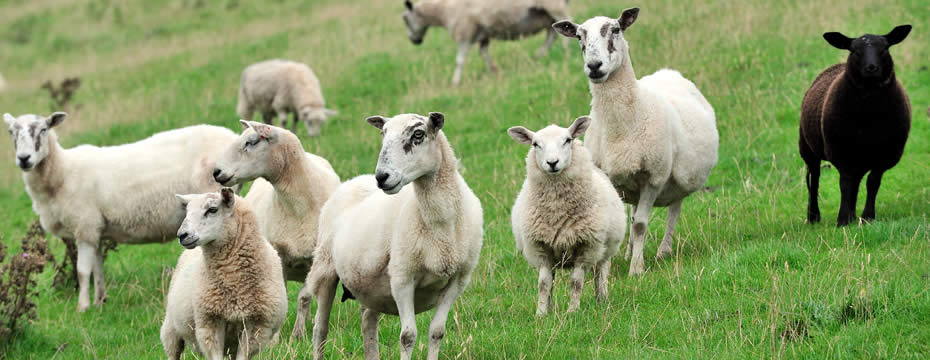 sheep-wide – Nourish Scotland