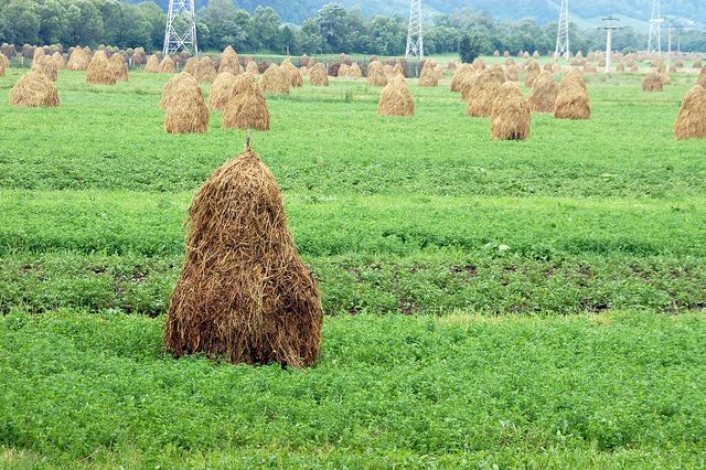 haystacks-in-romania-cc-flickr-em-and-ernie - Nourish Scotland